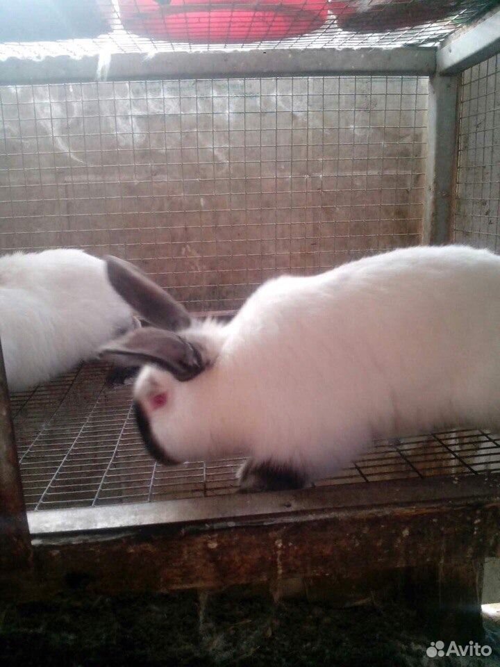 Кролики калифорнийцы