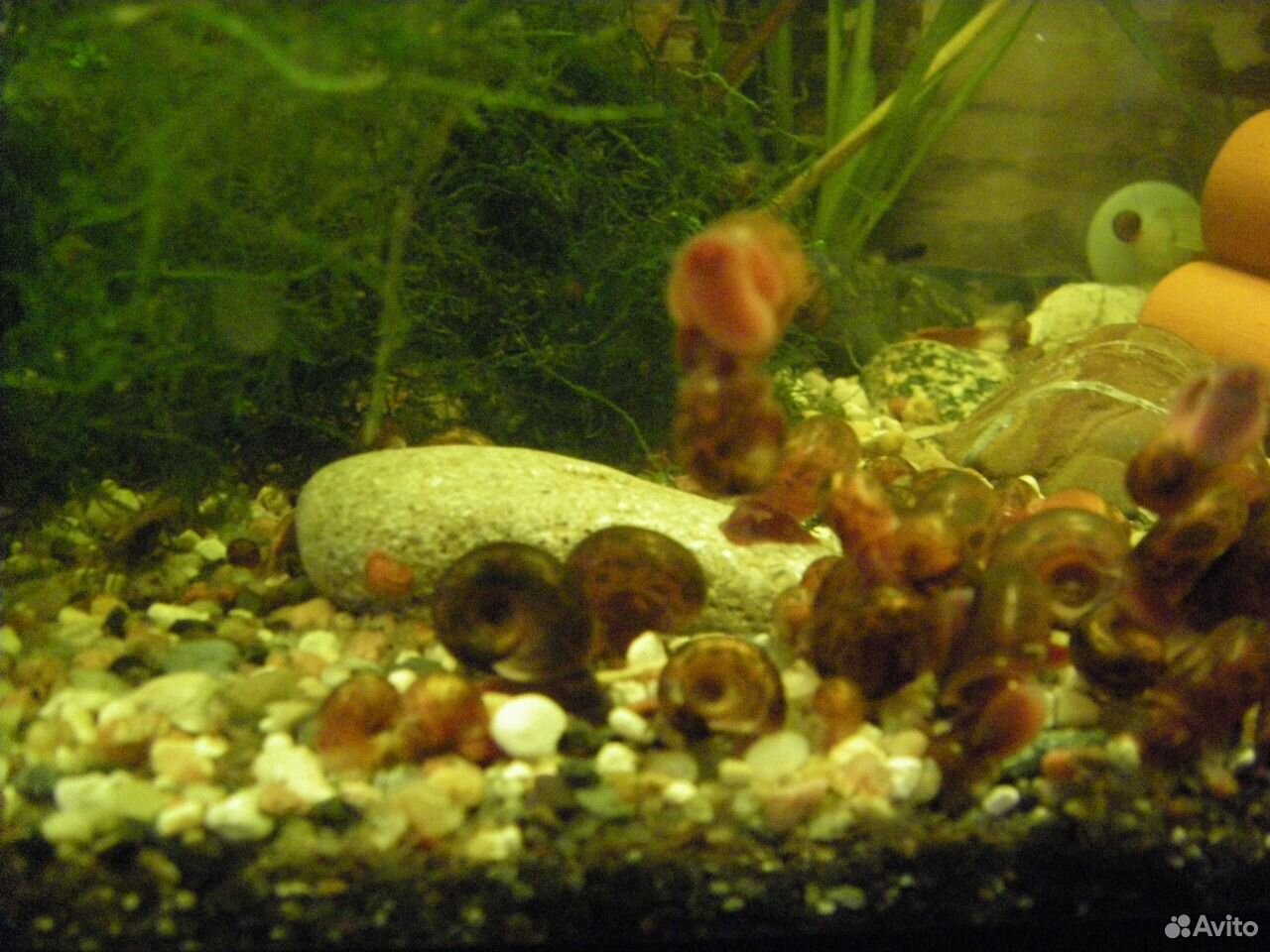 Улитки мелания гранифера, ряска