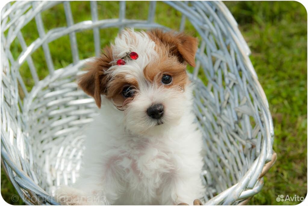 Бело-золотая девочка русалочка