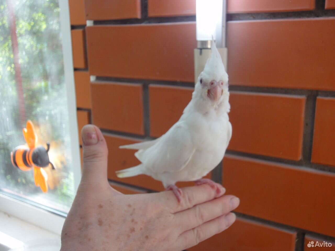 Попугай корелла птенцы питомник Медвежьи озера