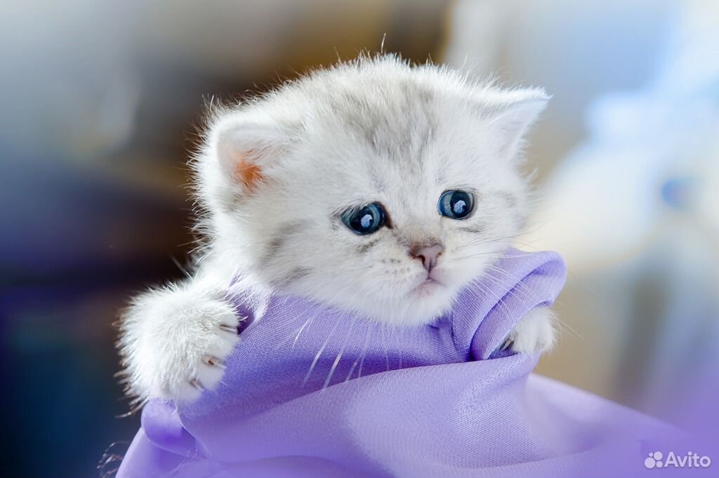 Британская кошечка шиншилла Герда 1,5 мес