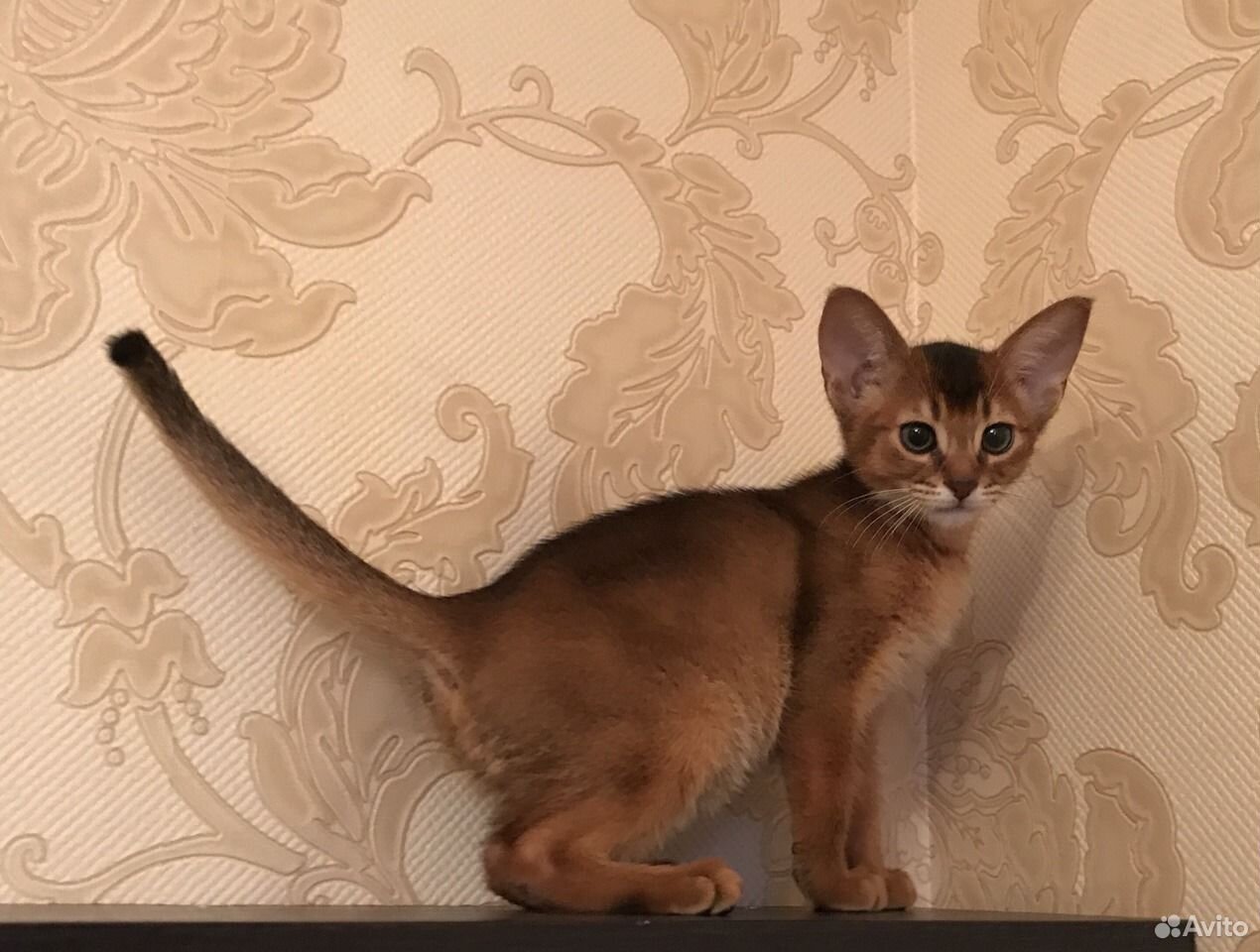 Абиссинский парень Меркул