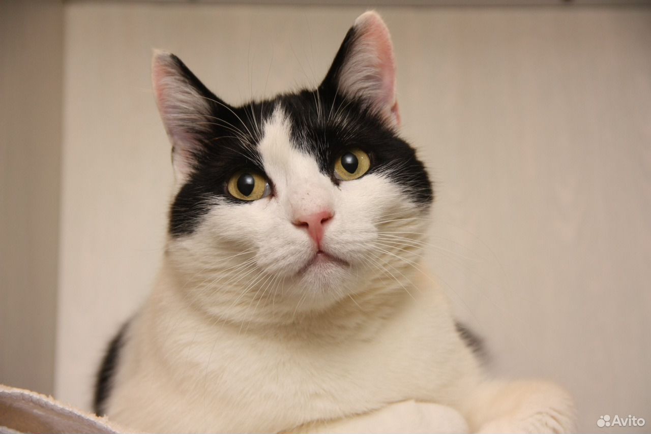 Панда в добрые руки