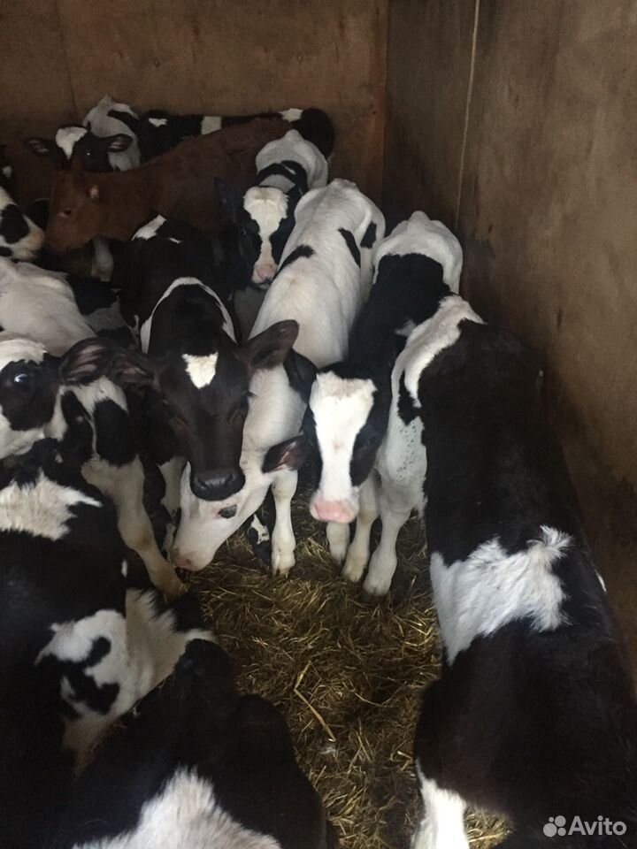 Бычки и телки для выращивания