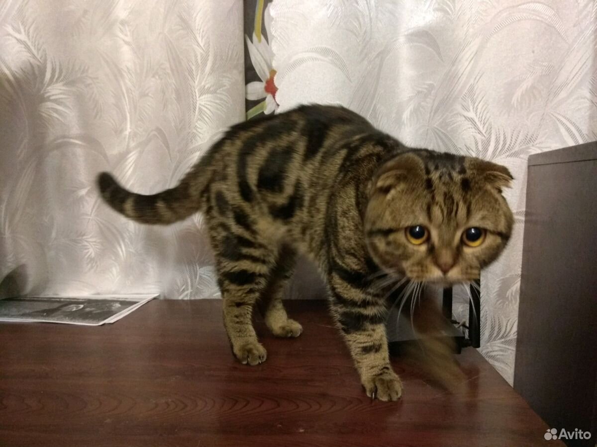 Вязка с котом