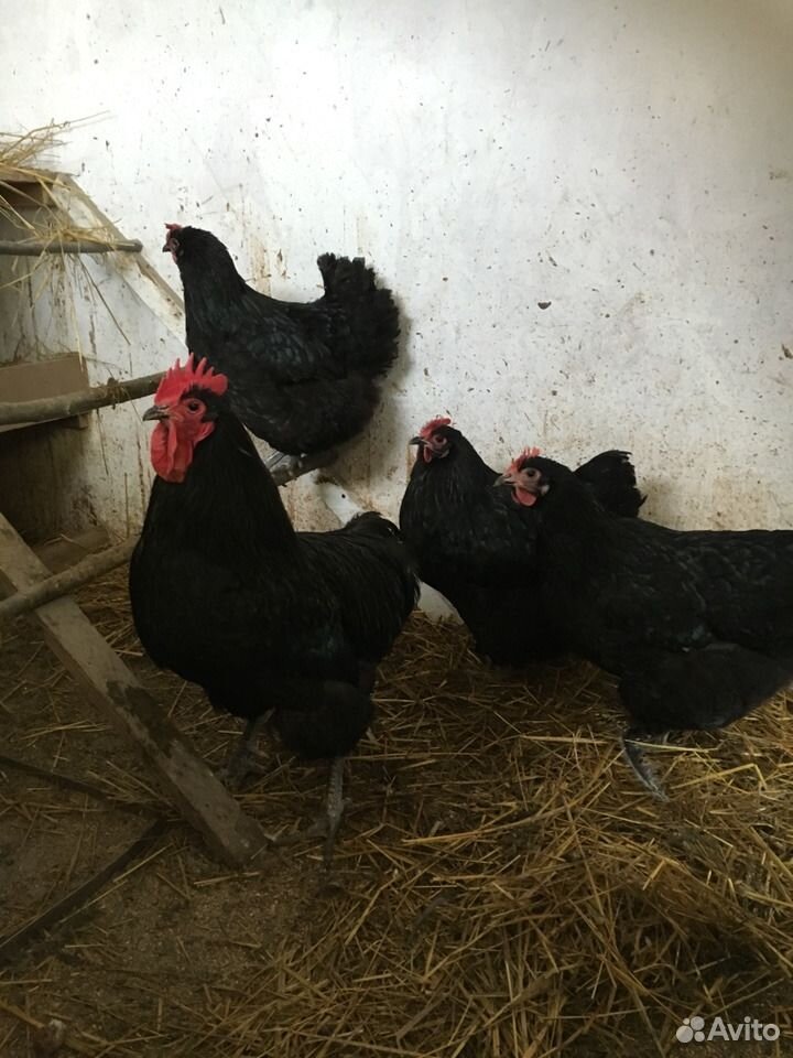 Куры джерсийский гигант