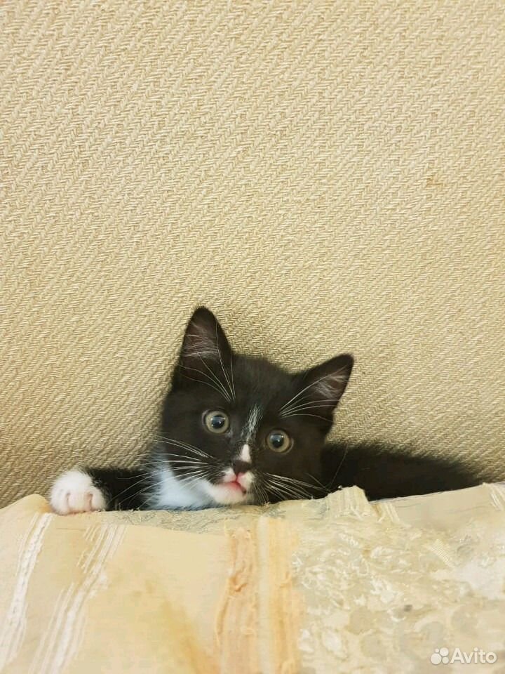 Котенок девочка Бася 3мес,привита
