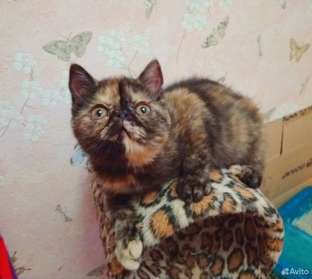 Котята- экзоты. Тёмные принцессы