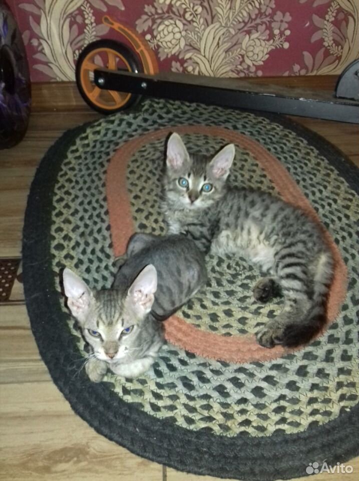 Отлам необычного котенка:)