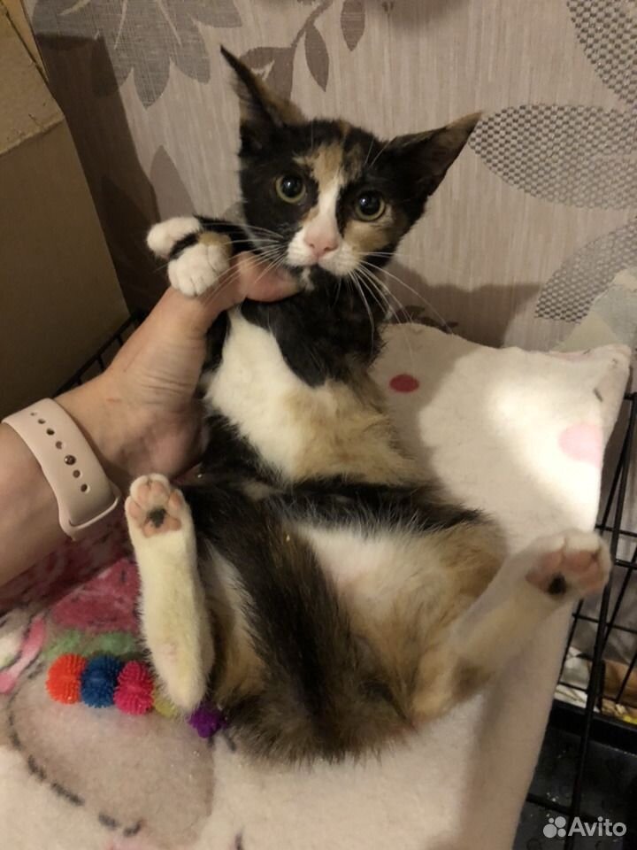 Котенок девочка 2,5 мес