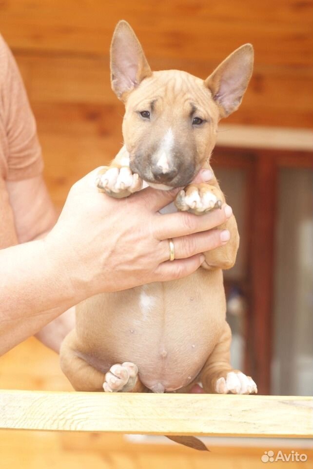 Мальчик миниатюрного бультерьера