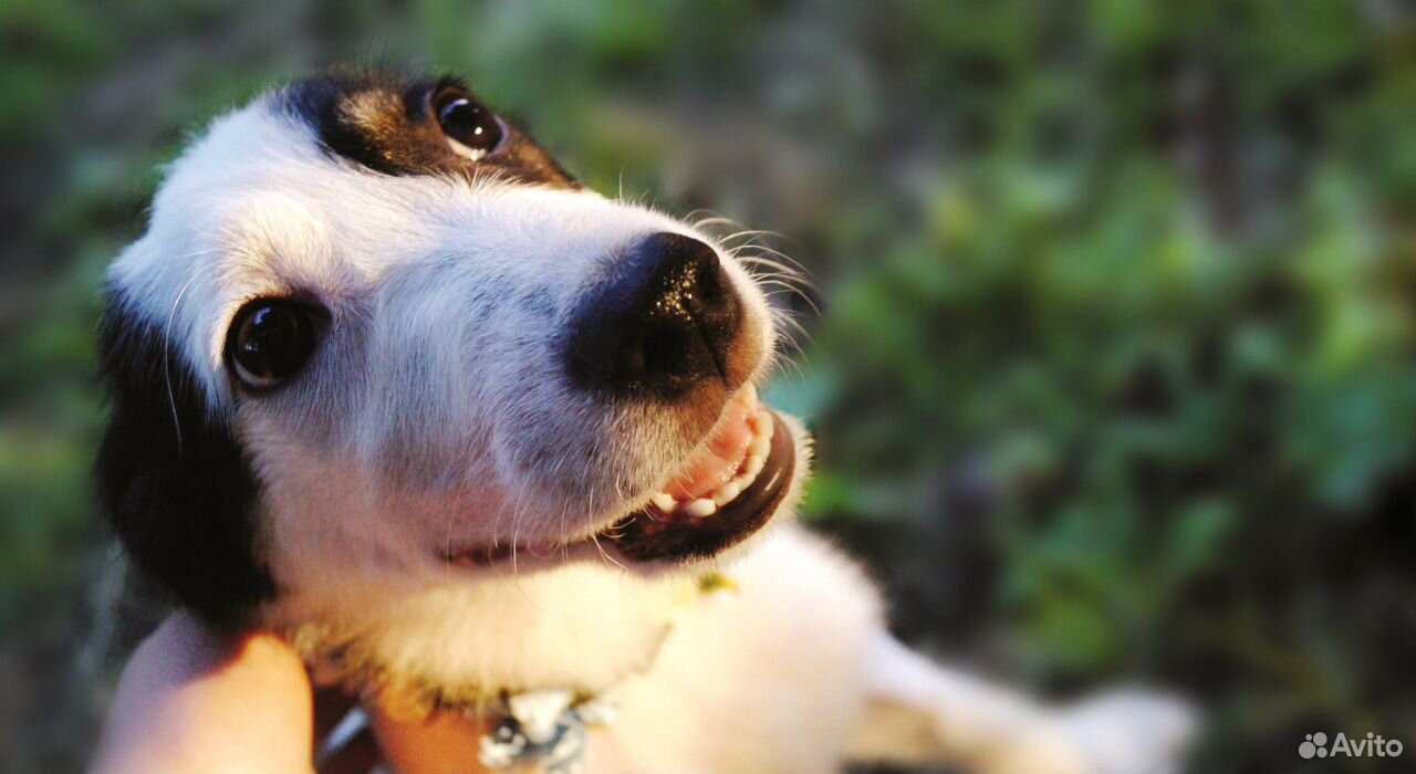 Метис гладкошерстного терьера в добрые руки