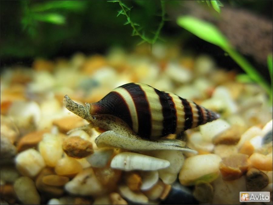 Хелена улитка. Улитка-убийца