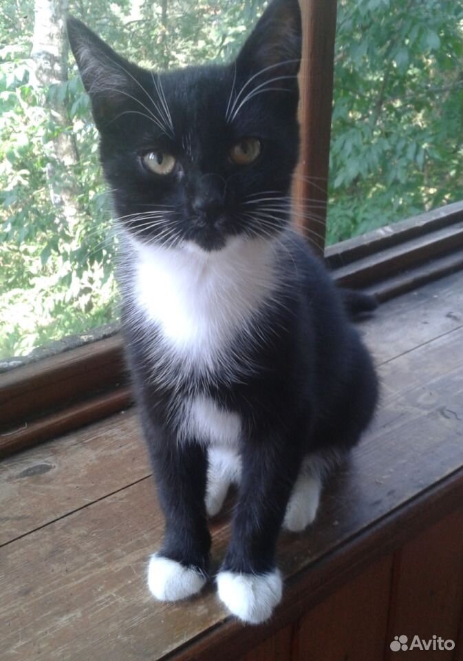 Девочку в дар