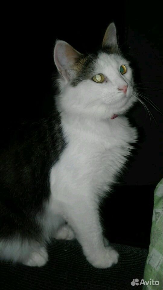 Котик