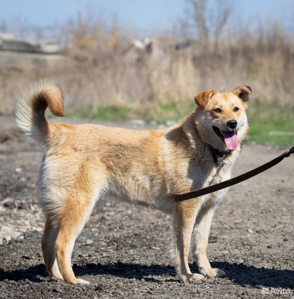 Рыжуля ждет тебя