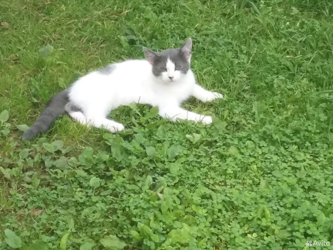 Котенок Потап в добрые руки