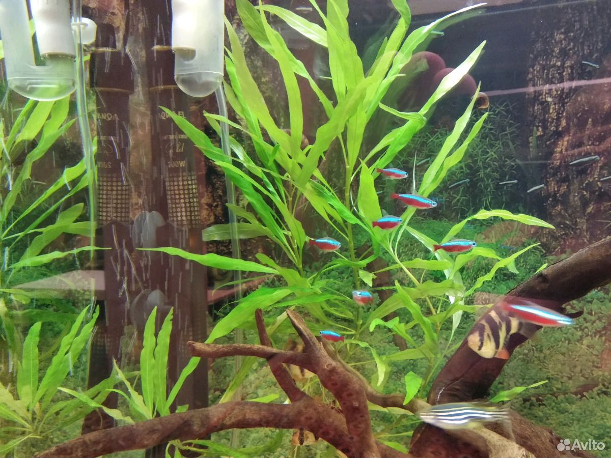 Аквариумные растения