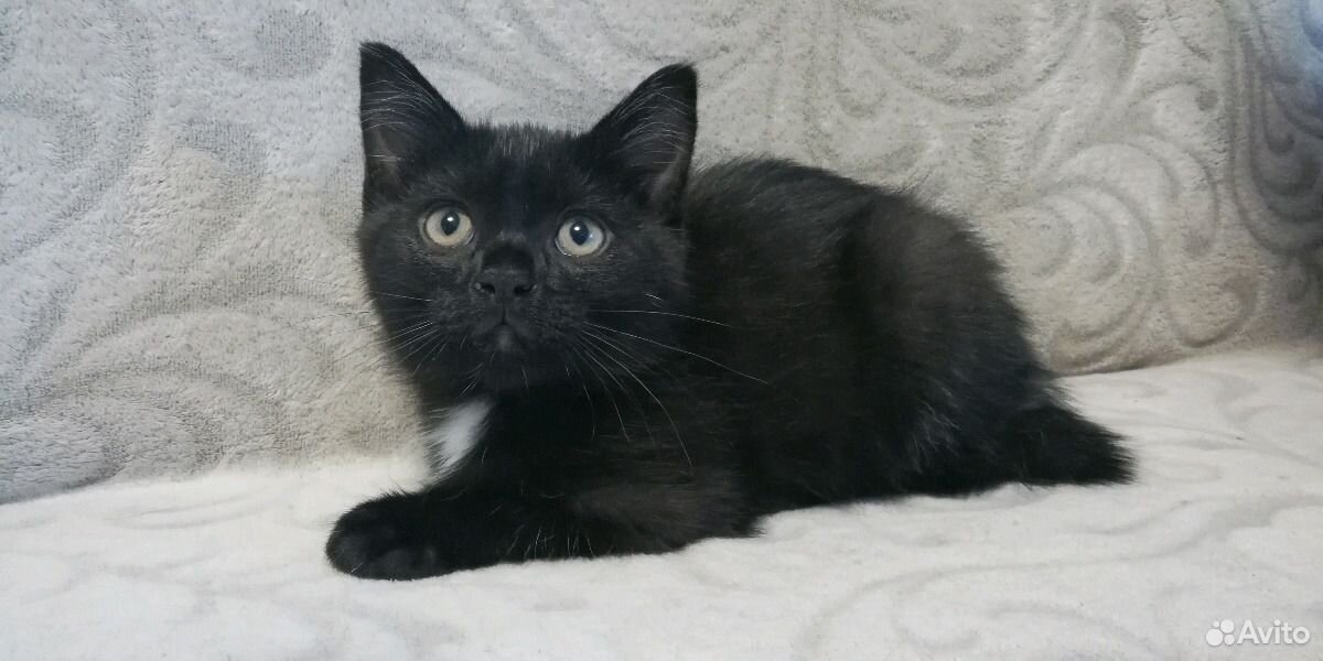 Котенок 2 мес, невероятно милый