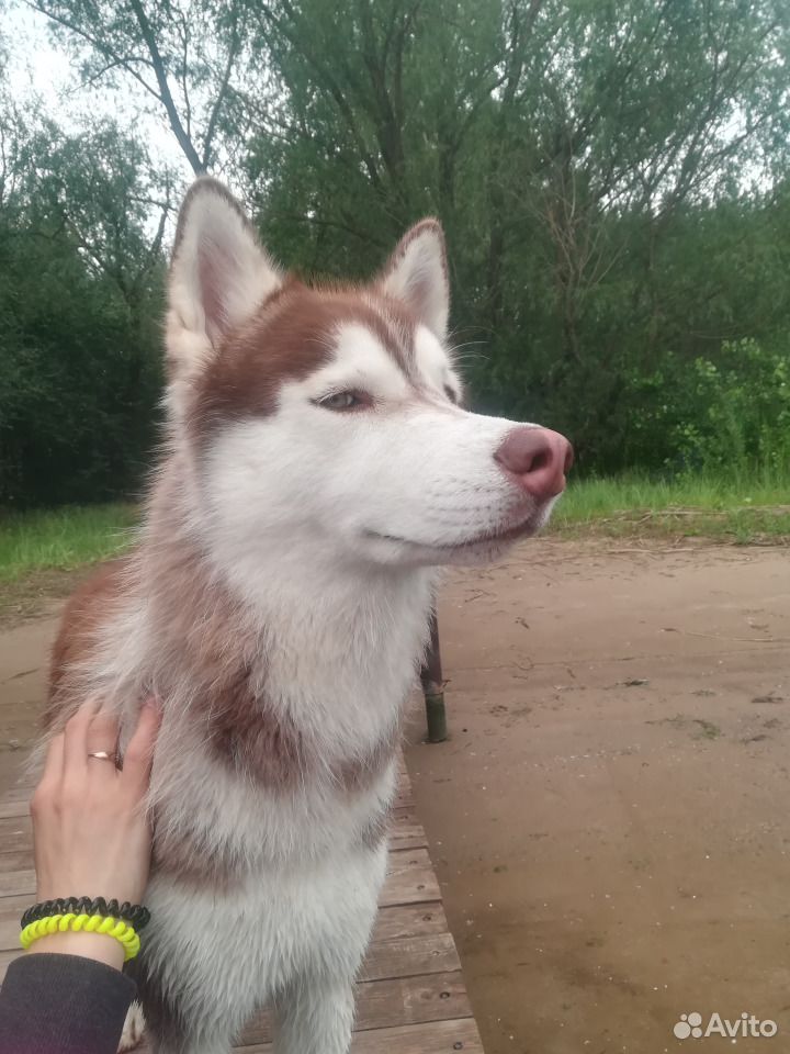 Вязка с красавцем