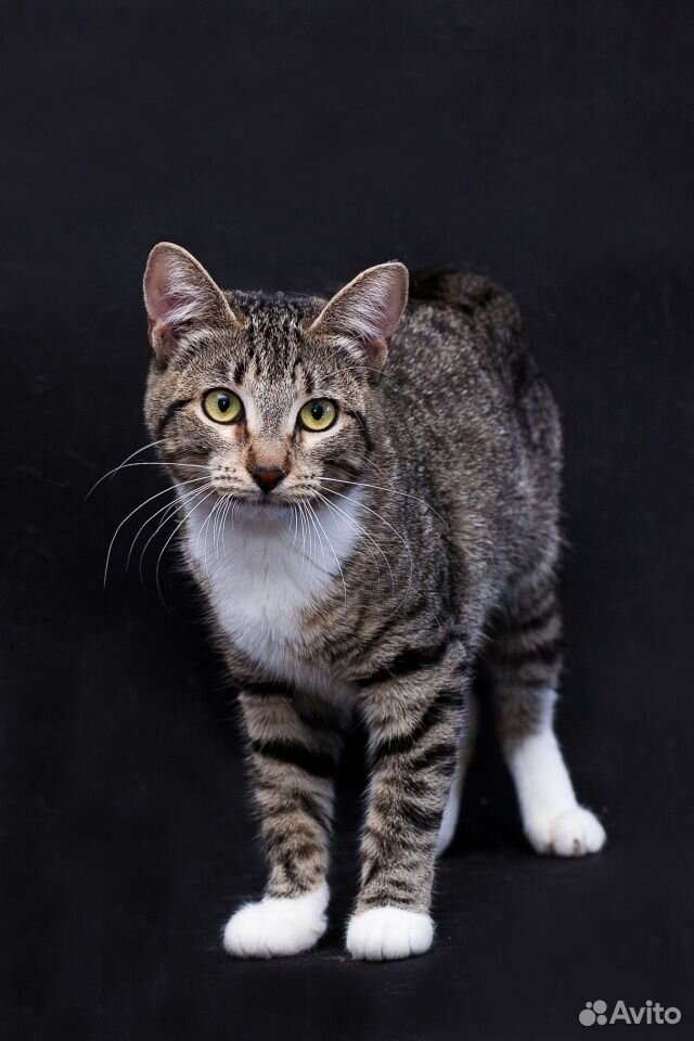 Чудесная котодевочка