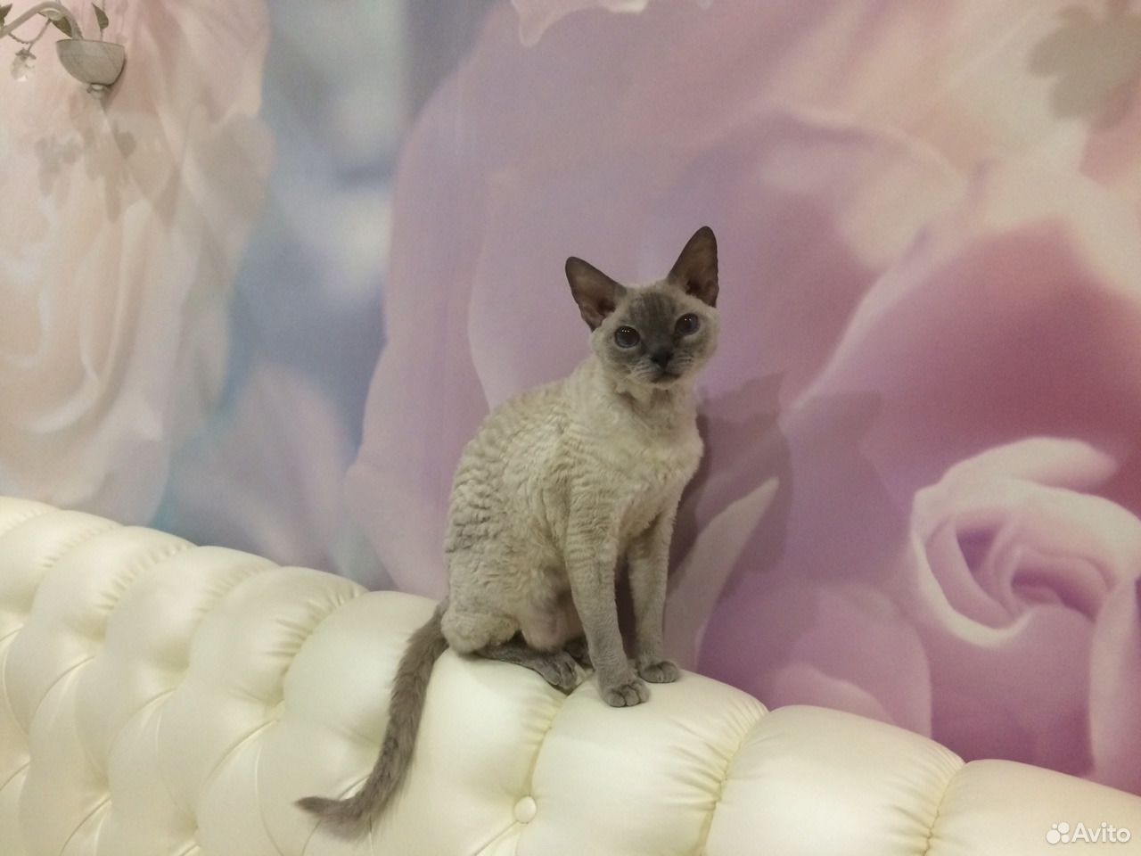 Девончик ищет подружку