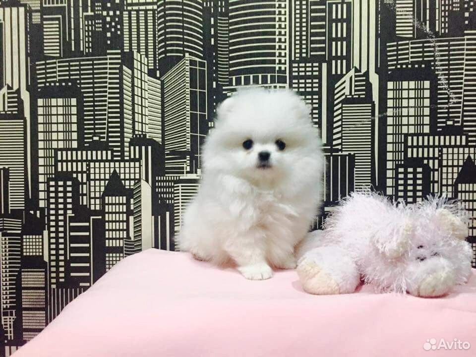 Померанский шпиц Нежная как облачко