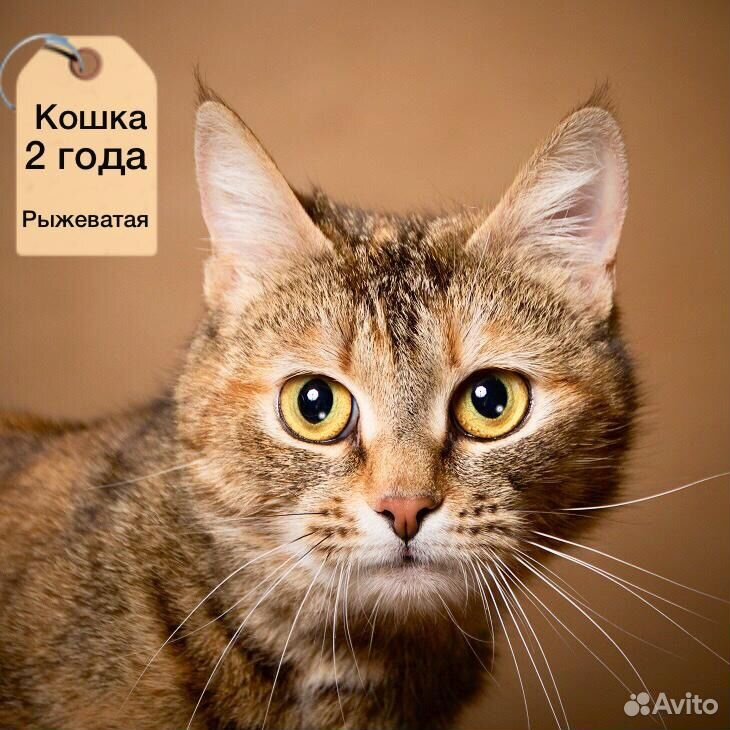 Кошка Рыжеватая «В дар»