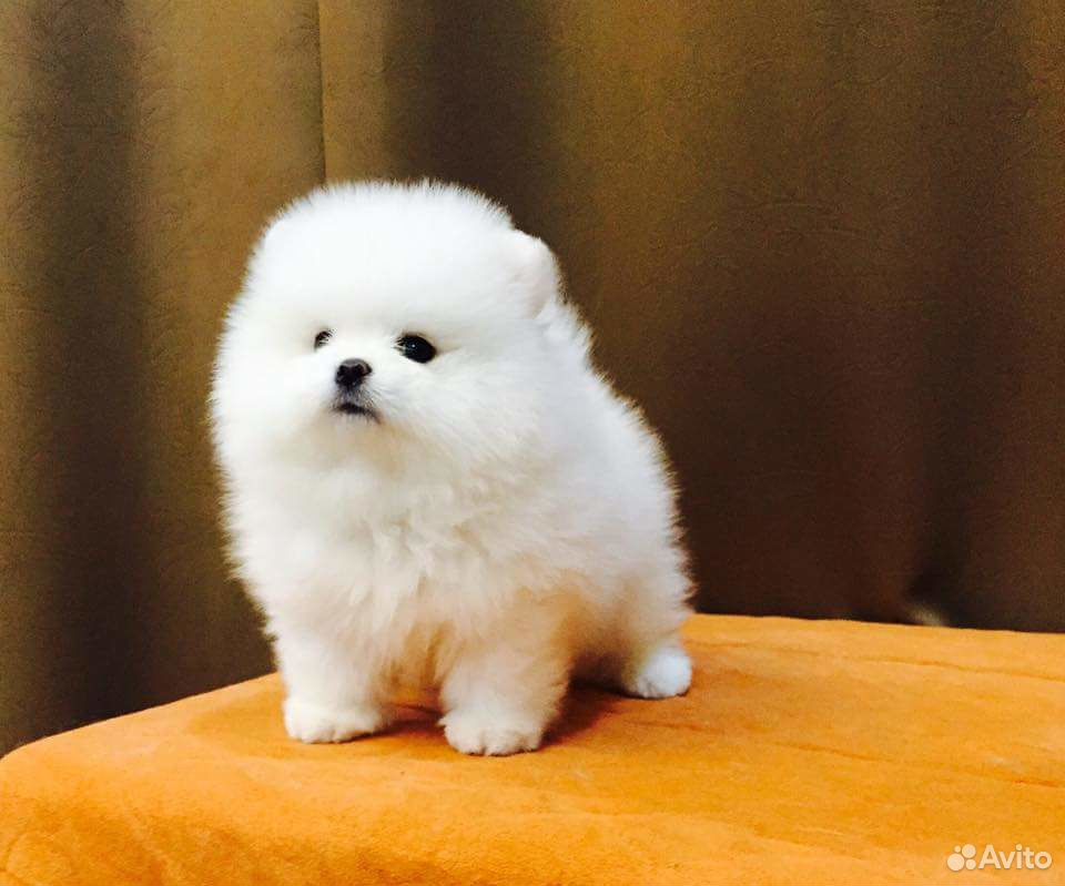 Снежок Белый