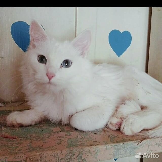 Кошка и кот