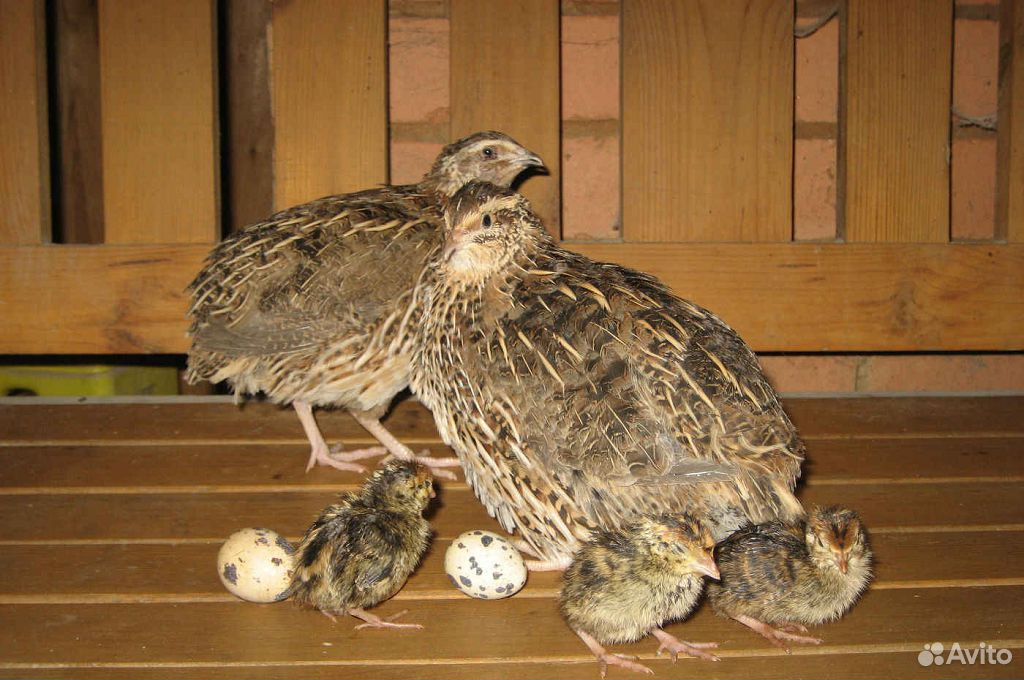 Перепела разных пород