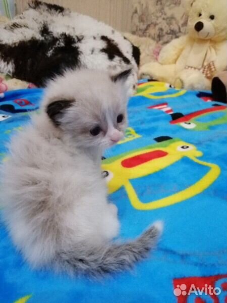 Милашки Рэгдолл