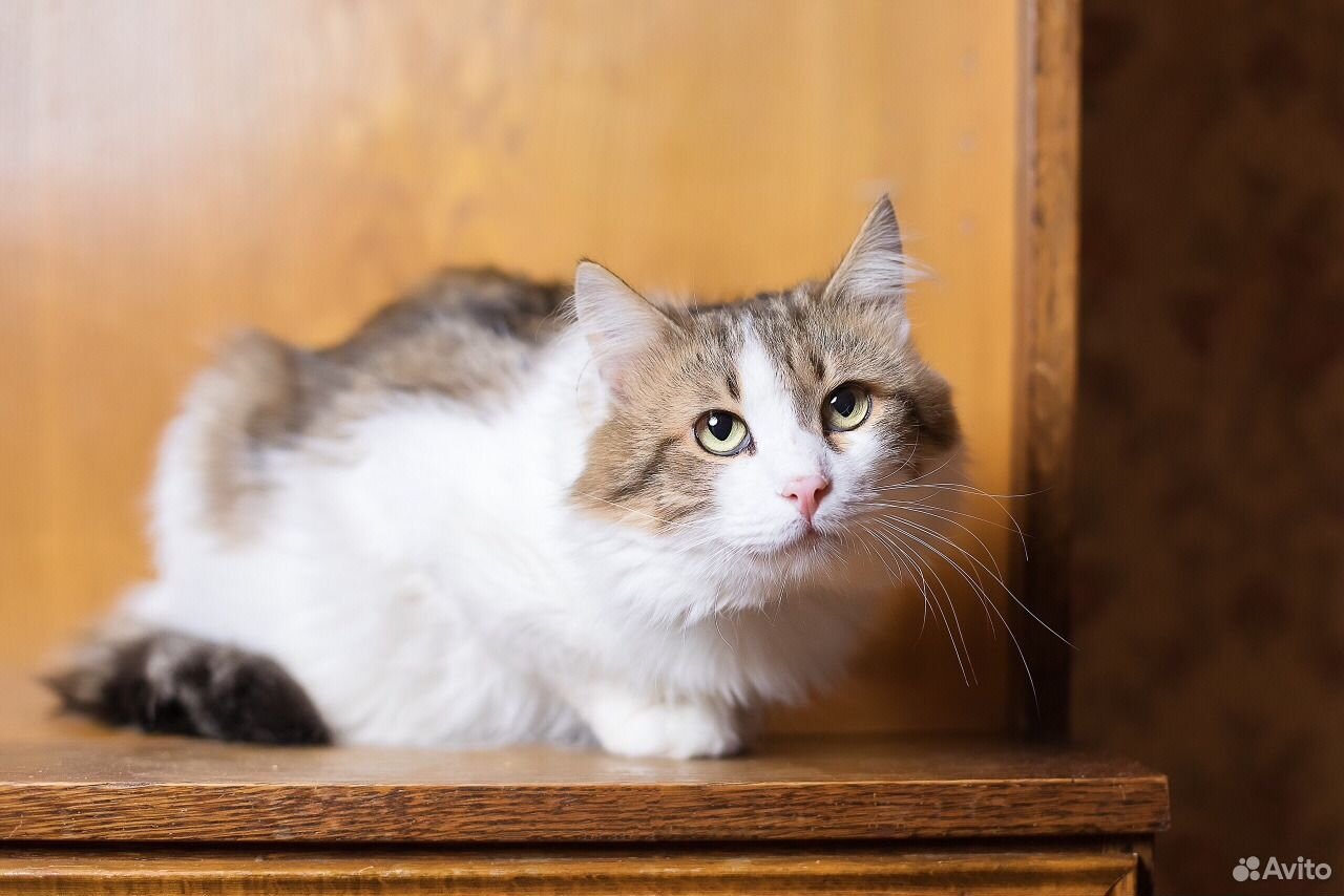 Кот Мерлин
