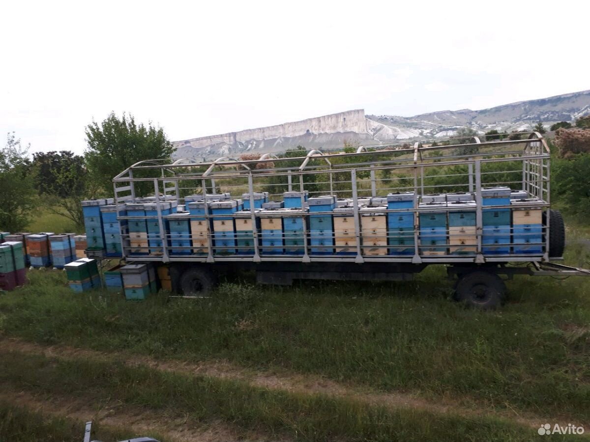 Продаю пчелосемьи на 10 рамок