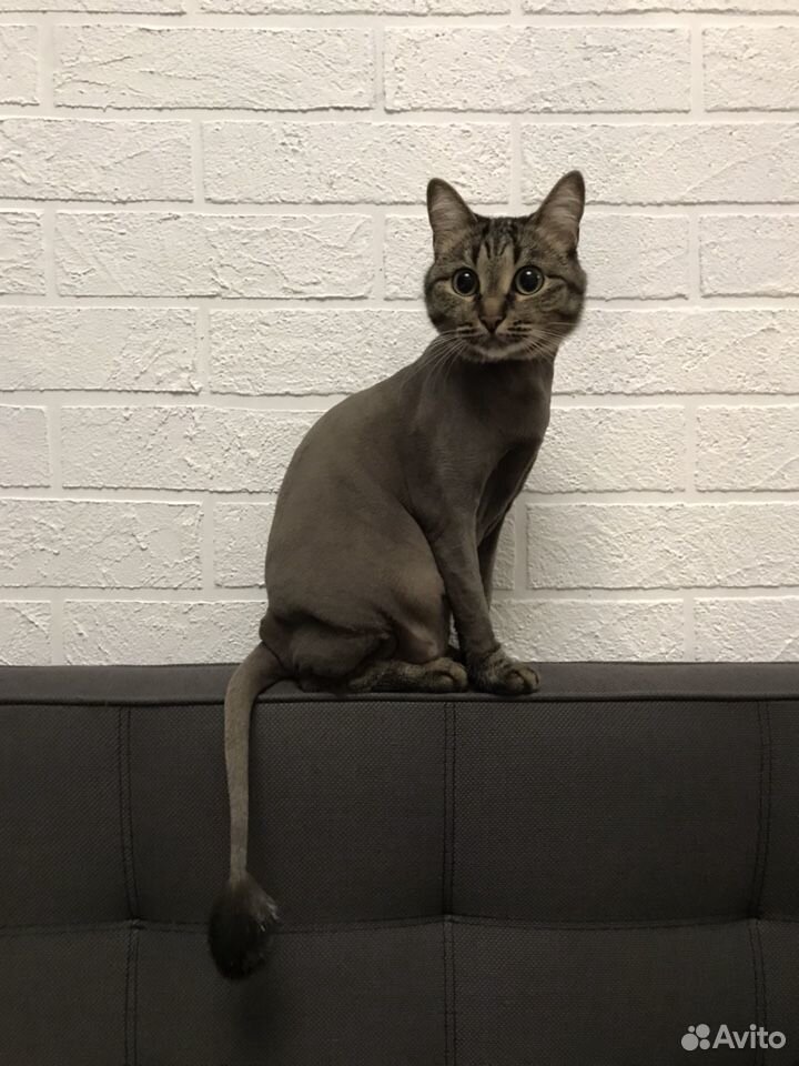 Кошку в дар