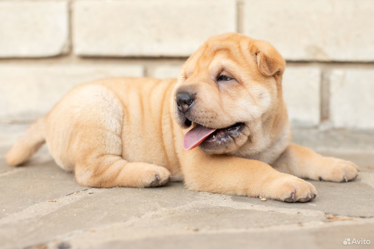 Щенок шарпея, мальчик