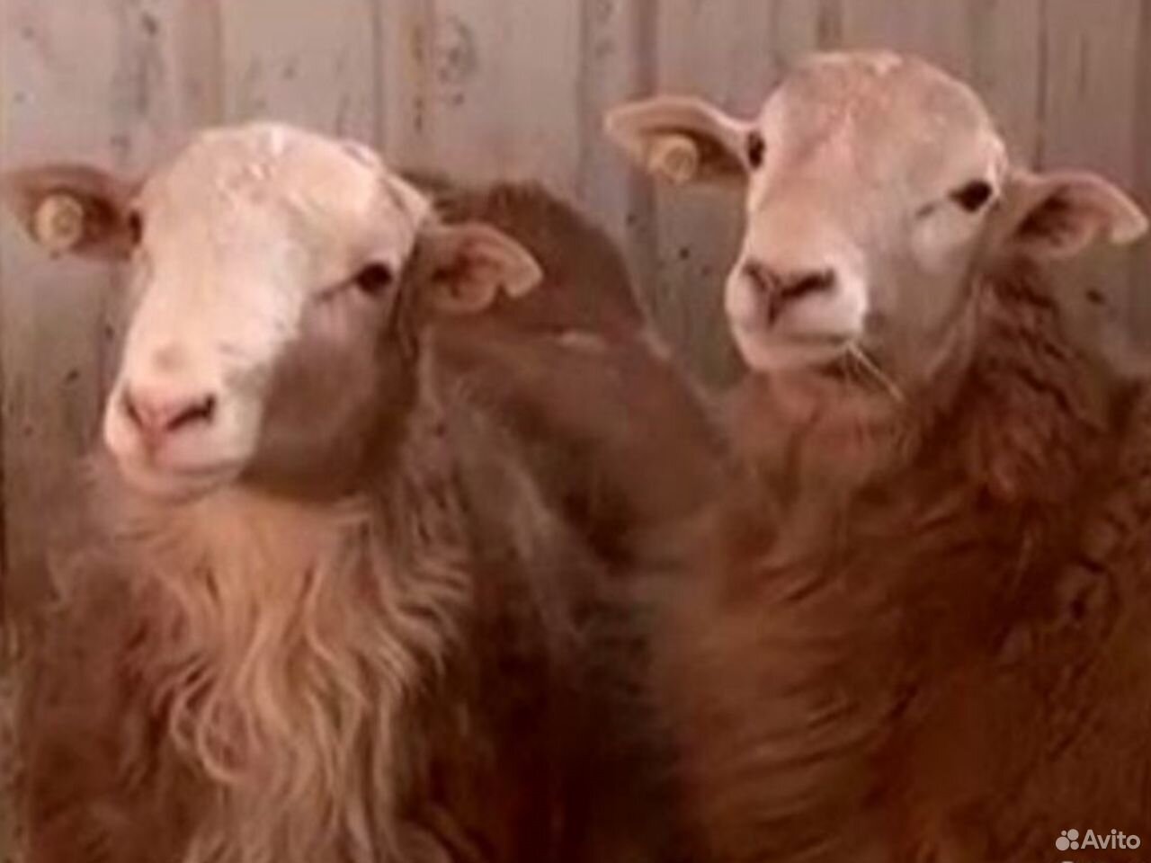 Катумские овцы