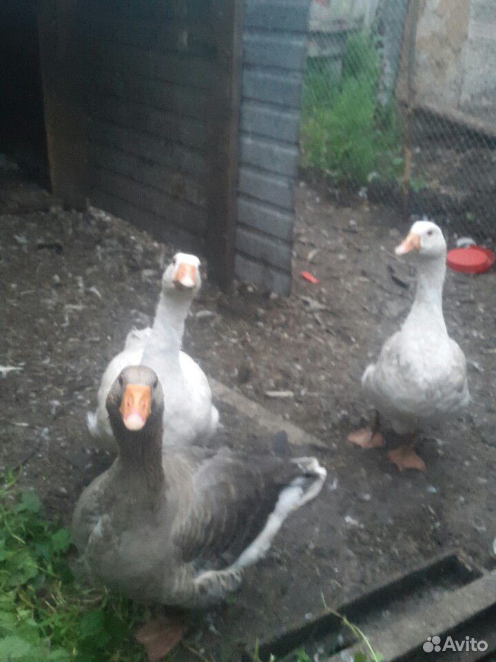 Гусиная семья