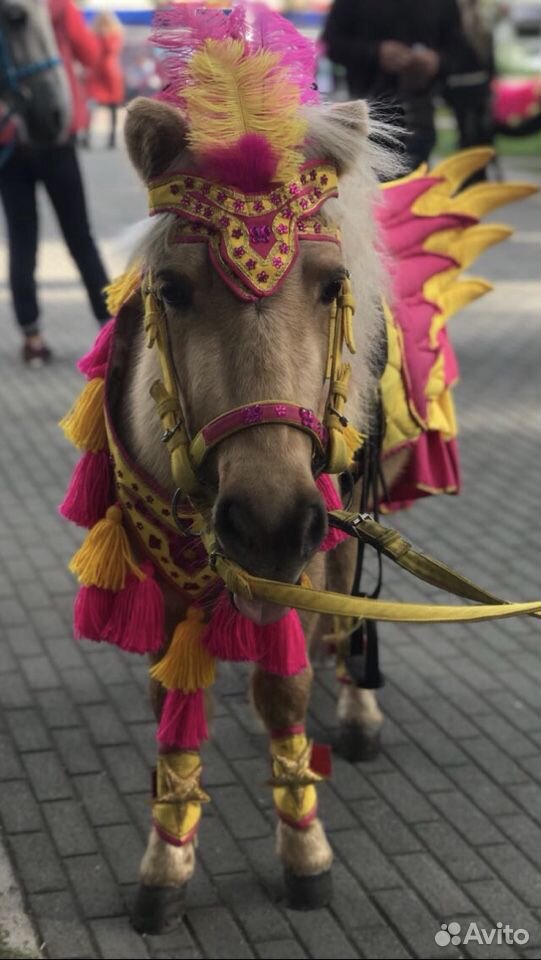 Соловая кобыла пони