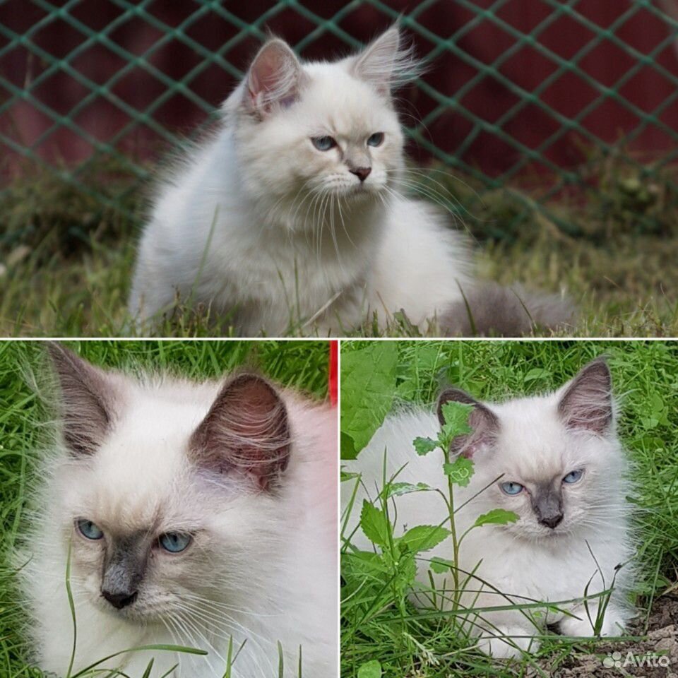 Котята собирают друзей