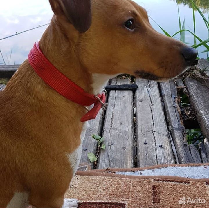 Ищем невесту для вязки