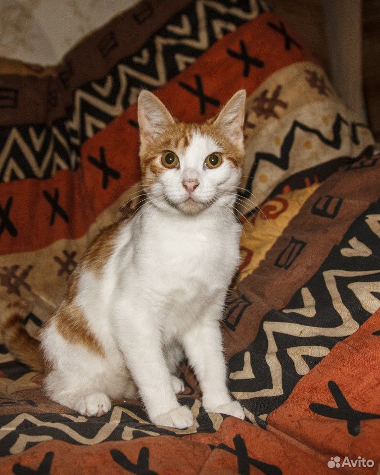 Котик Пумба ищет дом