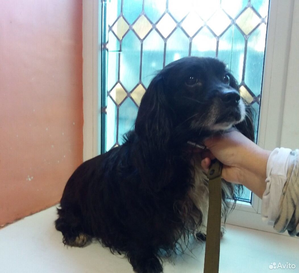 Собачки из приюта ищут дом