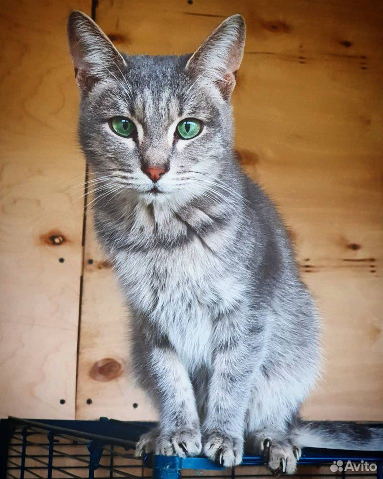 Кошка ищет дом