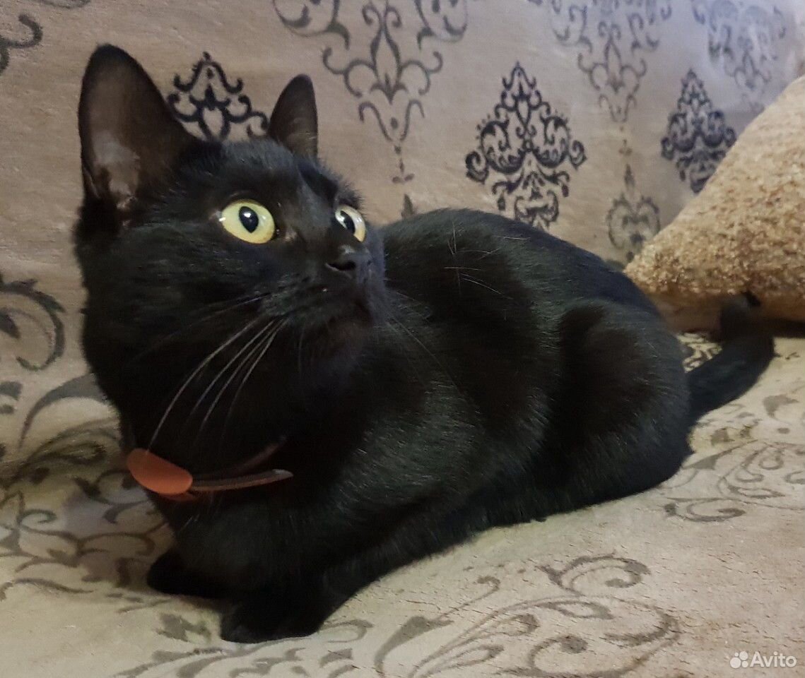 Мини-пантера Патриция ищет дом