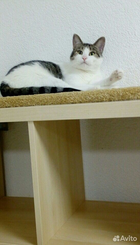 Котик