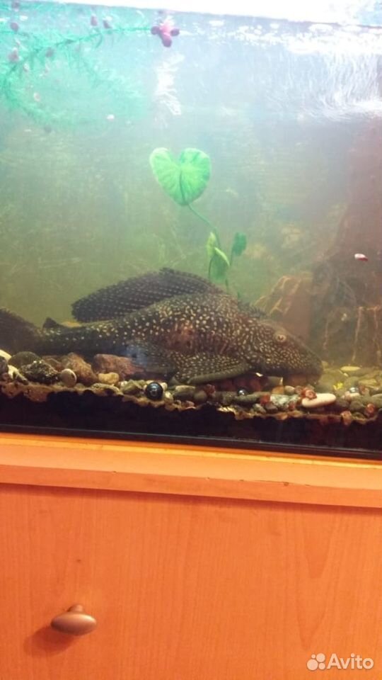 Рыба аквариумная большая