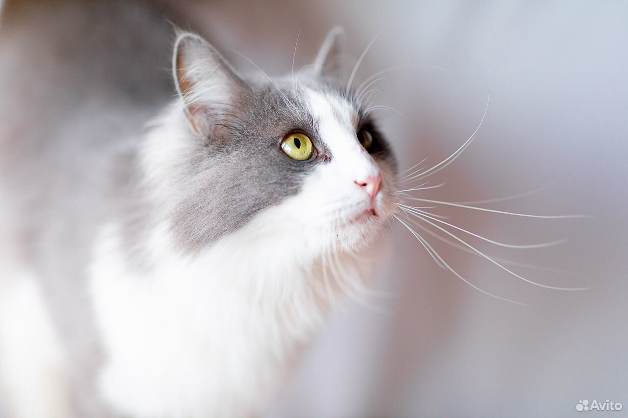 Добряк и ласкун Лука