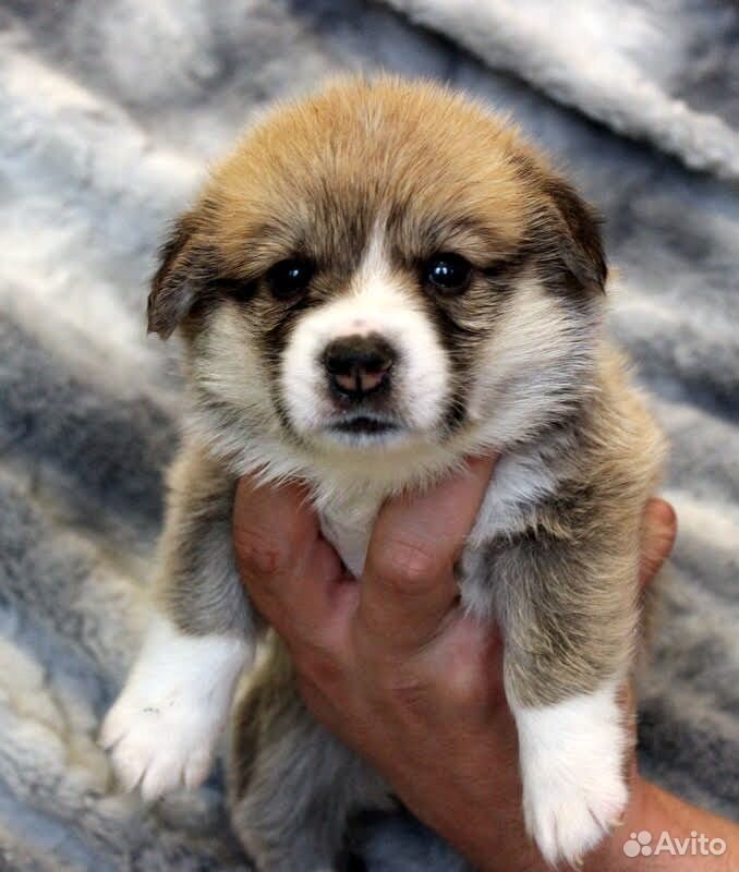 Вельш корги пемброк веселые подарочки