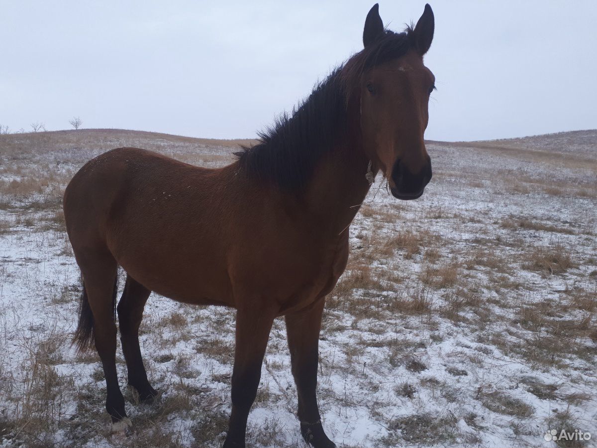 Жеребец полтора года